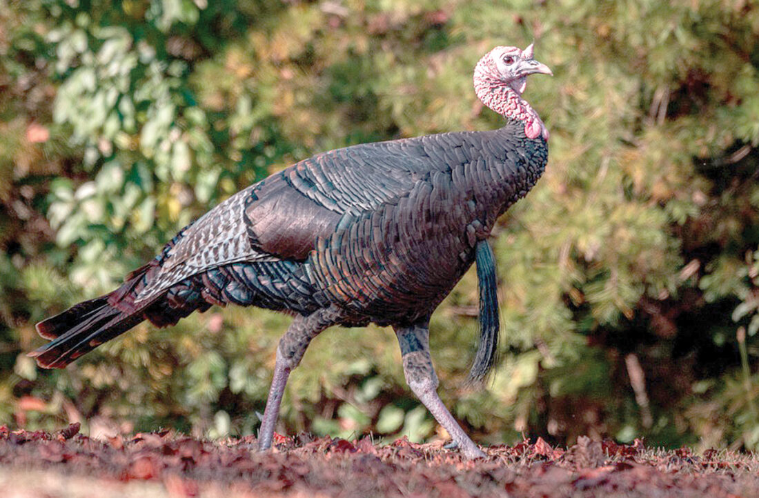 Fall turkey season opens Oct. 12 | News, Sports, Jobs - The Intermountain
